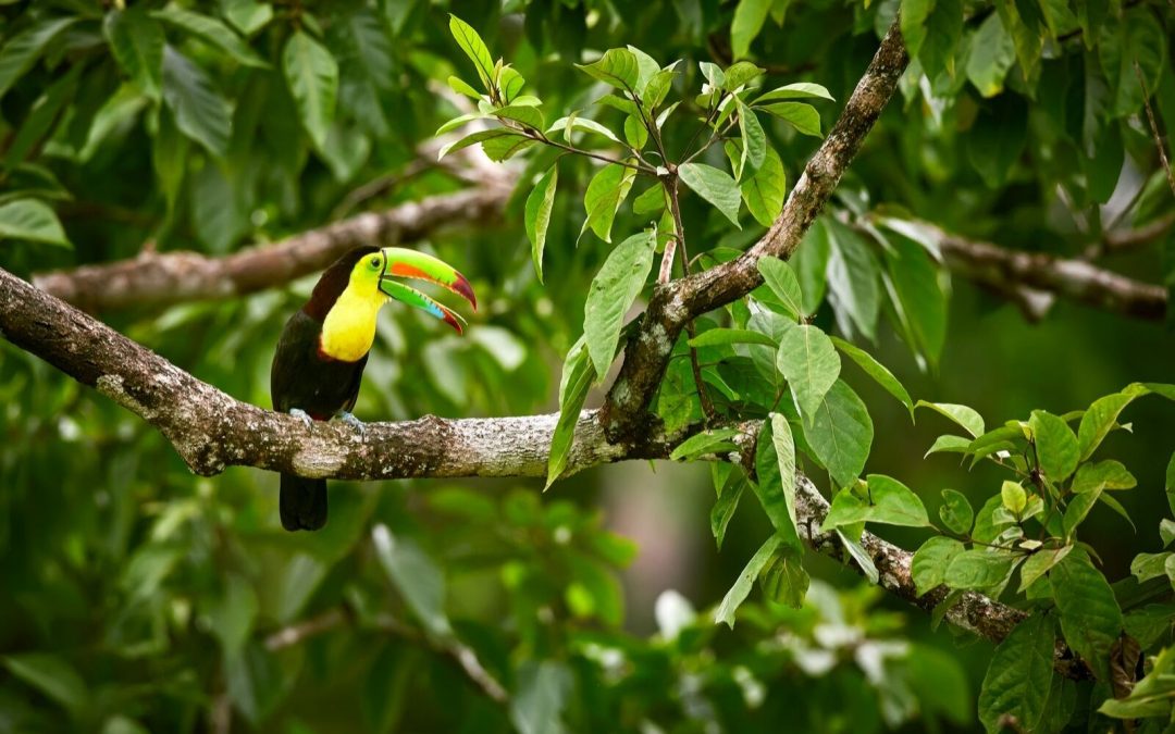 Ecotourism Destinations Around the World