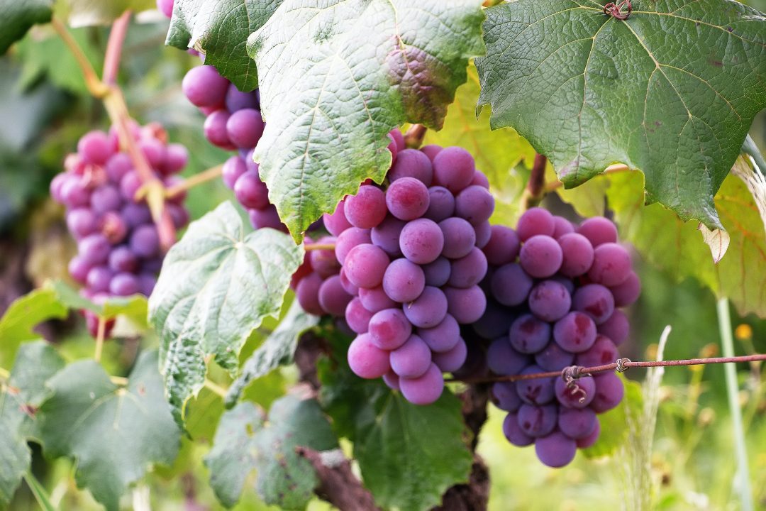8 of the Best Wineries and Vineyards to Visit in Portugal