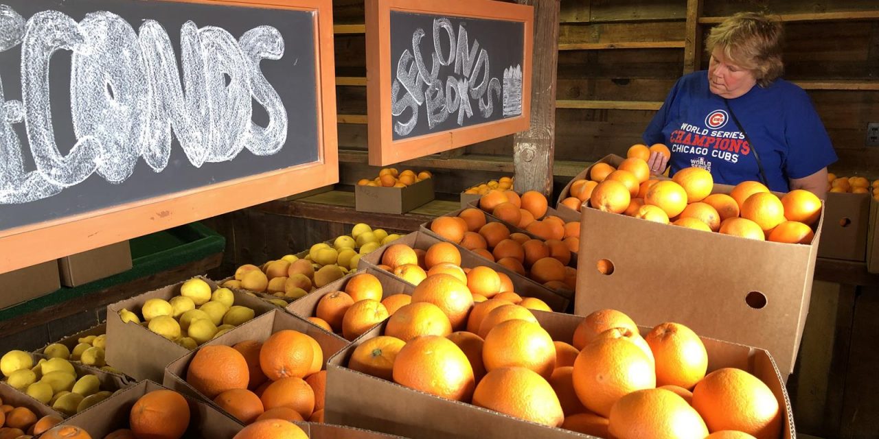 Mesa Arizona Area Offers Bushels of Agritourism Opportunities