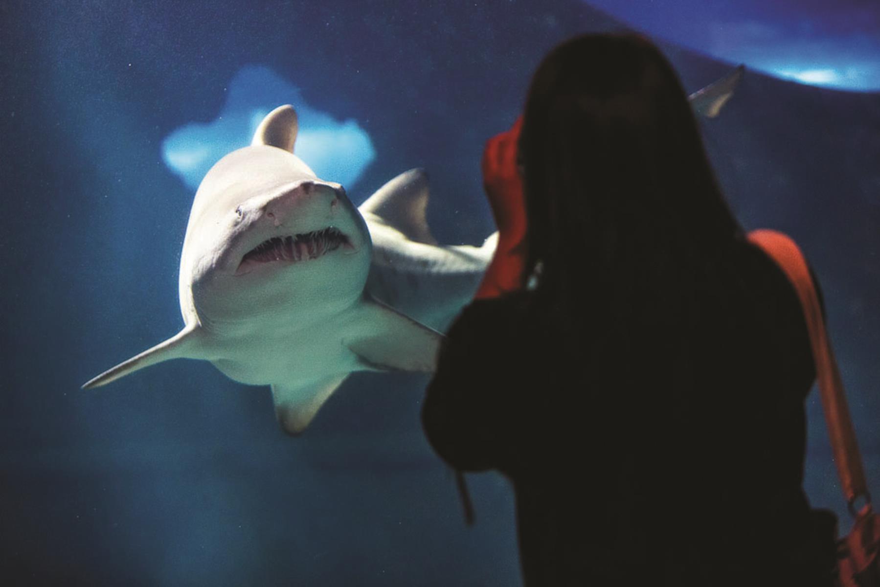 Experience a Rich Culture When You Visit Cleveland