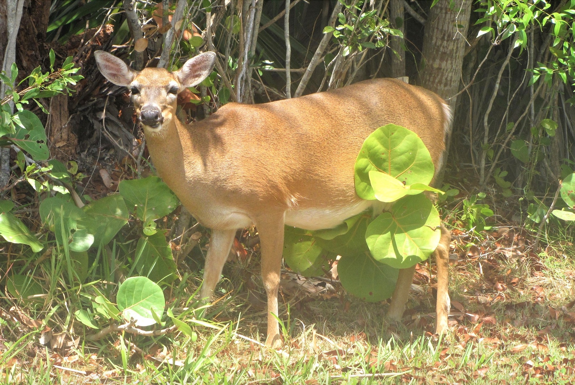 Fun Things to Do in the Florida Keys for Families | Leisure Group Travel